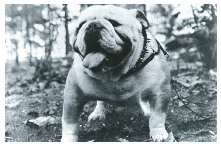 A New Jack the Bulldog Is Coming to Georgetown - Georgetown University