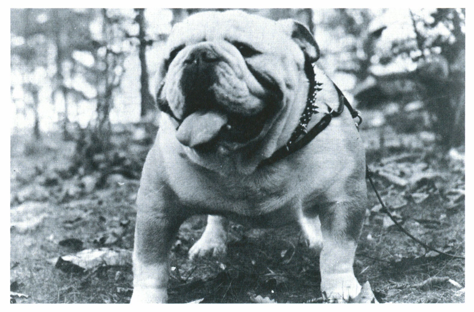 A New Jack the Bulldog Is Coming to Georgetown - Georgetown University