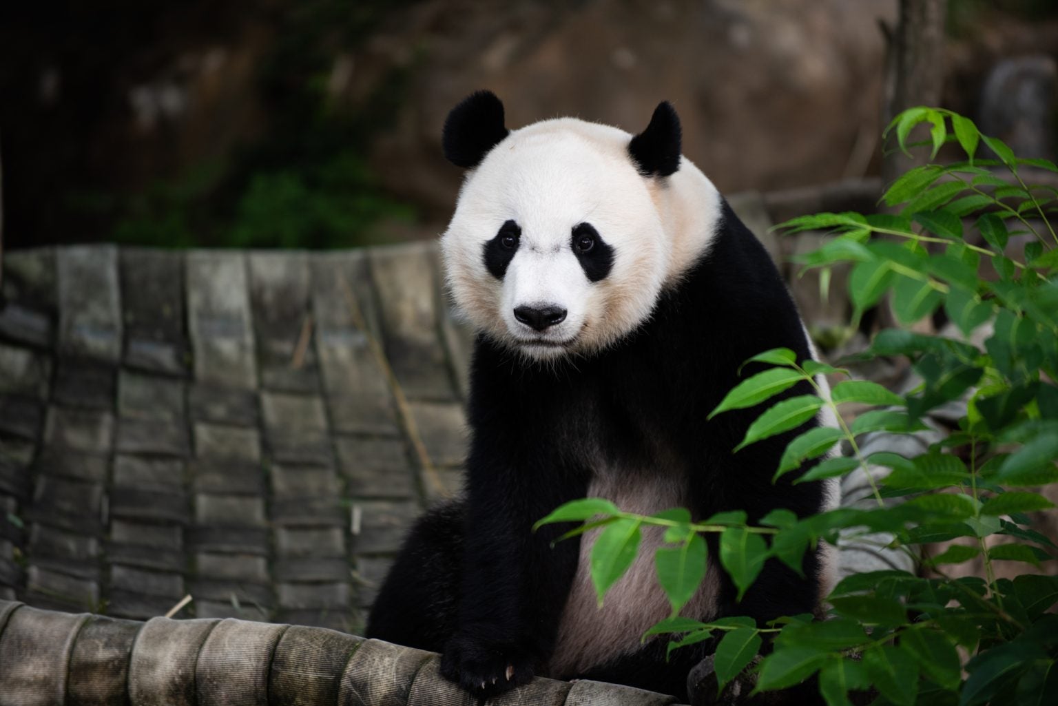 The Giant Pandas Have Left the National Zoo. What’s Next for U.S.-China ...