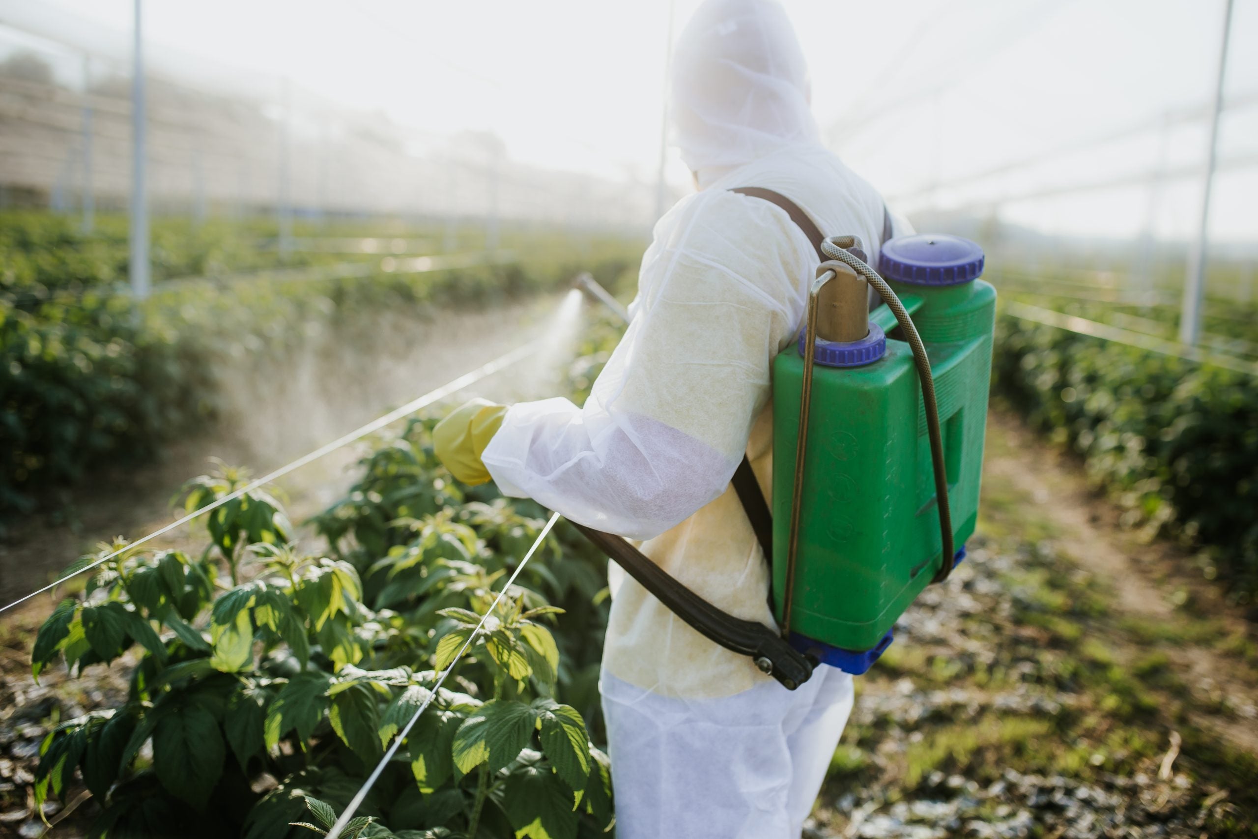 Unearthing A Better Way To Use Pesticides Georgetown University Unearthing A Better Way To Use Pesticides Georgetown University