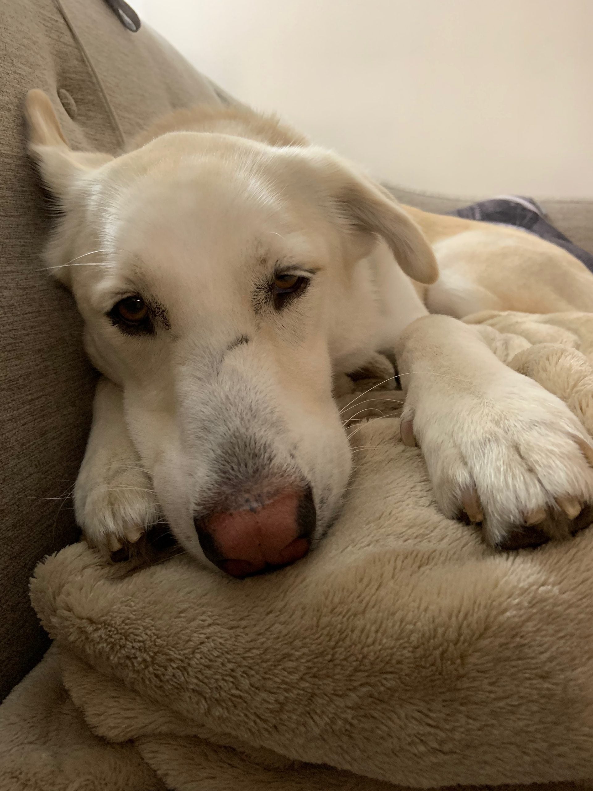 The International Relations Professor and Crouton’s Dog Mom ...