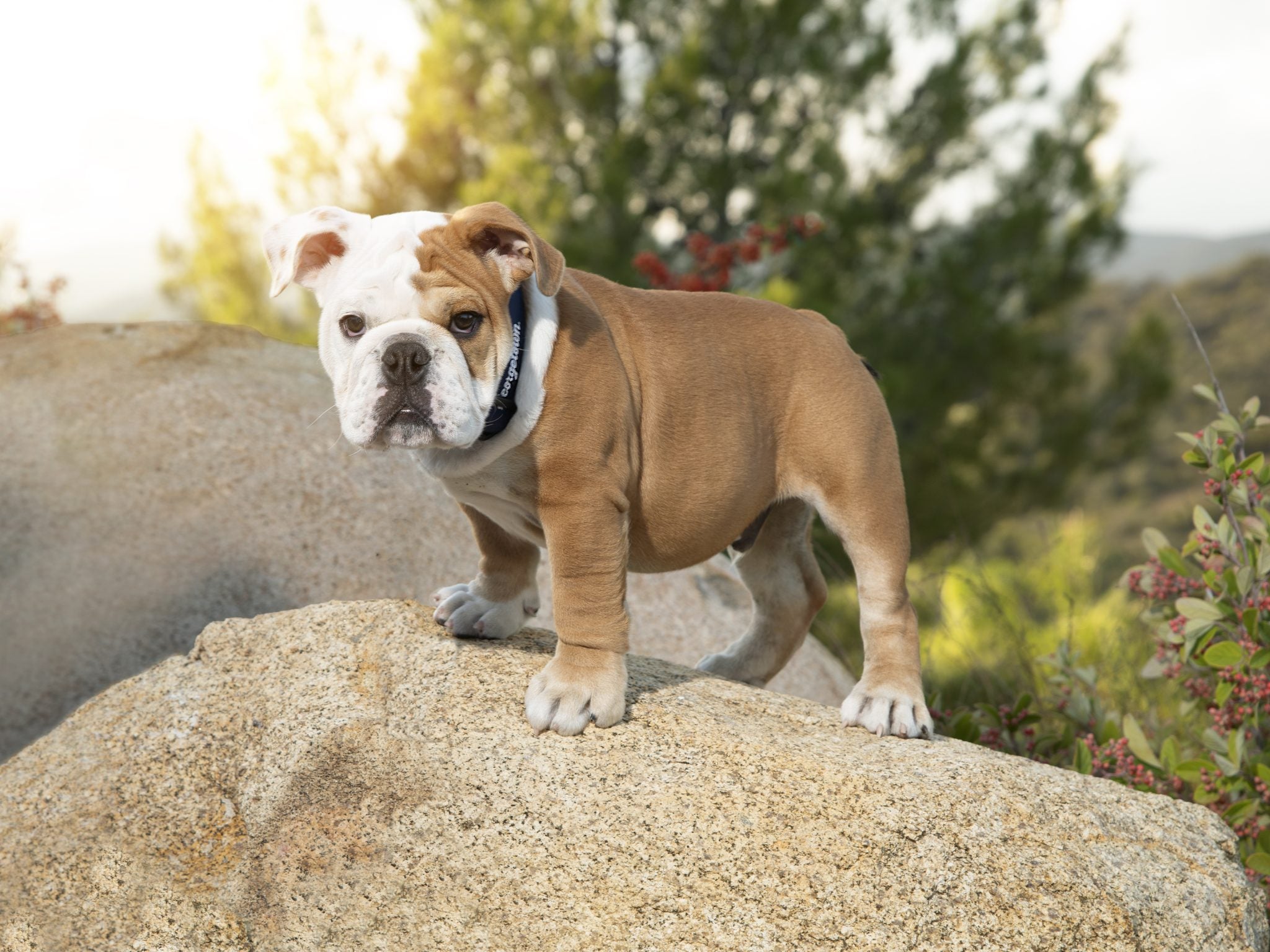 A New Jack the Bulldog Is Coming to Georgetown - Georgetown University