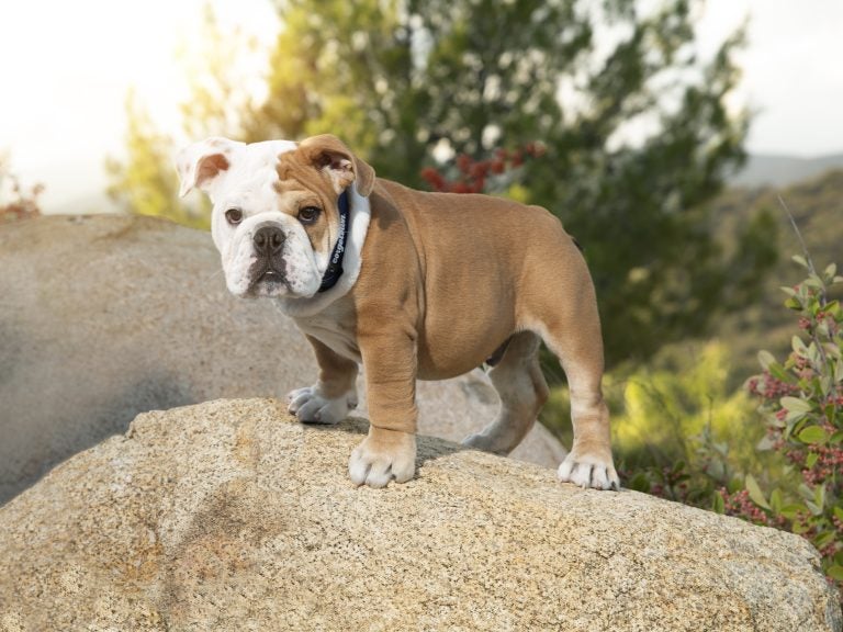 A New Jack the Bulldog Is Coming to Georgetown - Georgetown University