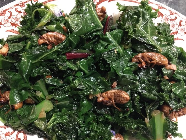 Biologist Explains Everything to Know About This Year’s Cicadas ...