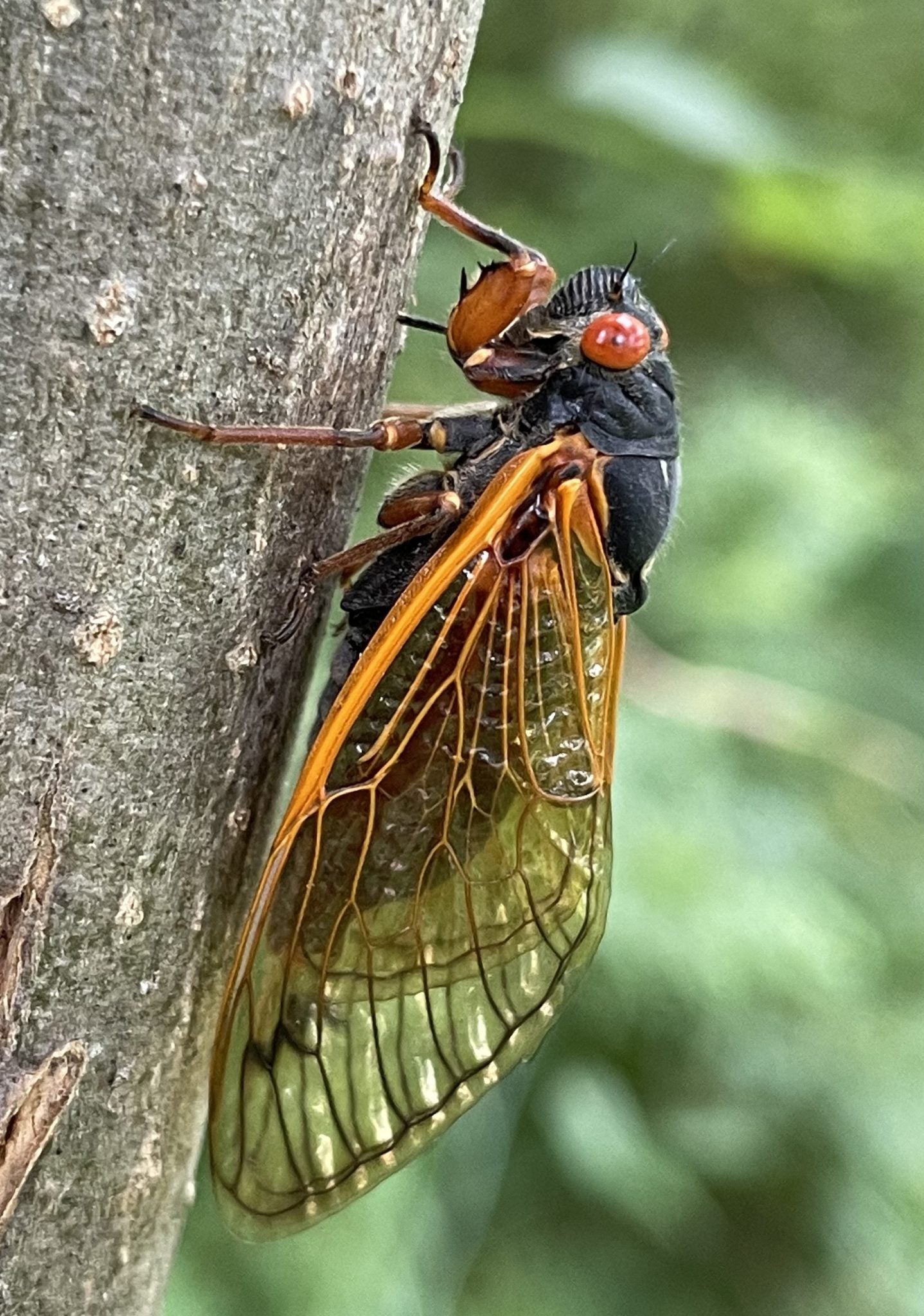 Biologist Explains Everything to Know About This Year’s Cicadas ...