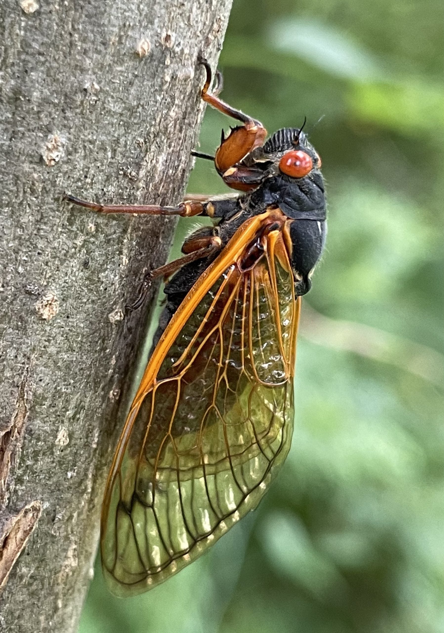 Biologist Explains Everything to Know About This Year’s Cicadas ...