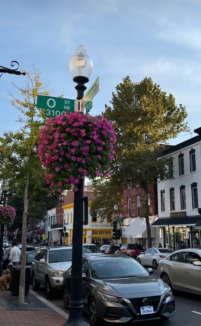 I Am FALLing for These Georgetown Festivities! My Recommendations For ...