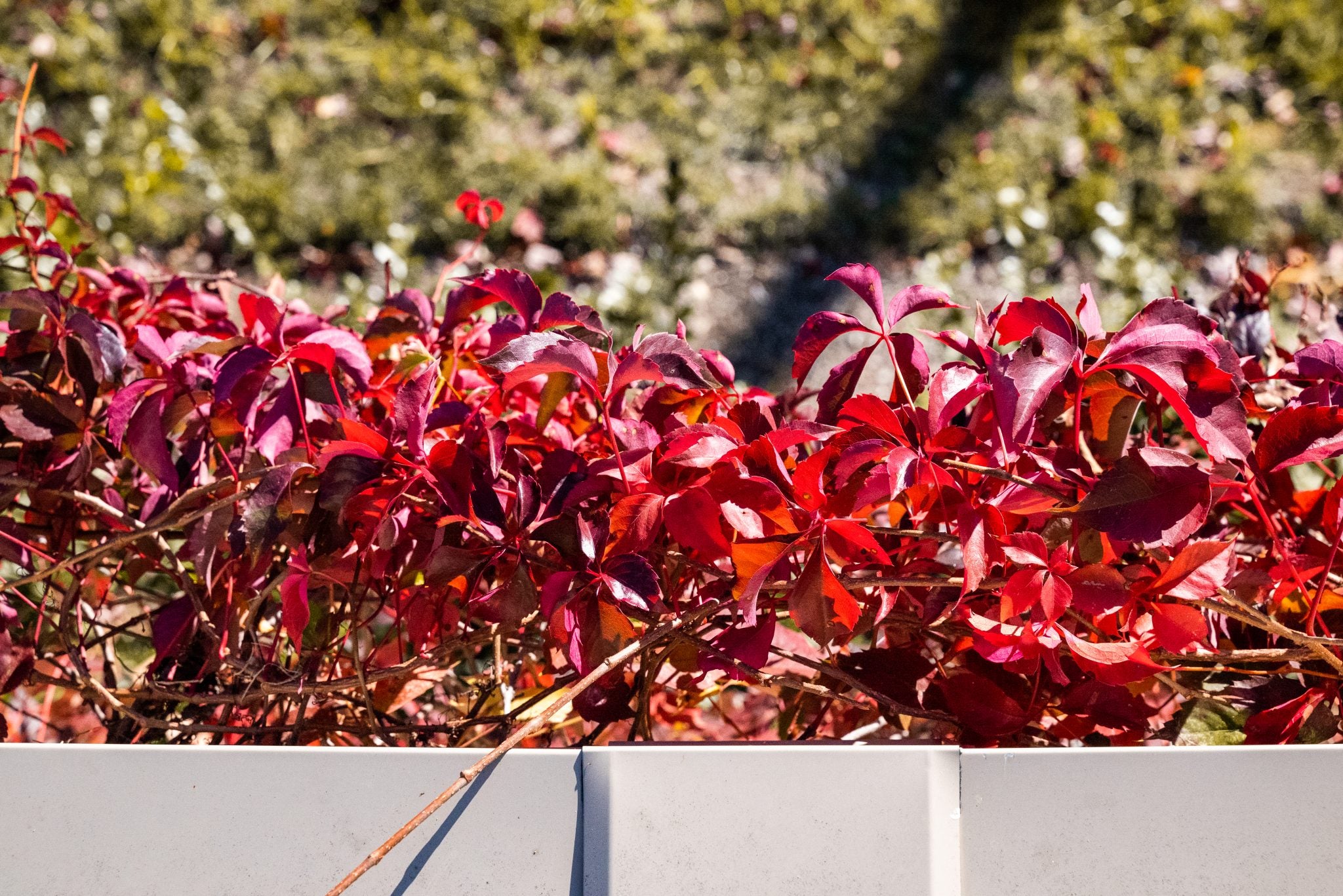 Falling for Georgetown: An Autumn Photo Shoot at the Observatory ...