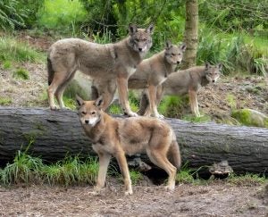Scientists Can Genetically Engineer Dire Wolves. But Should We ...