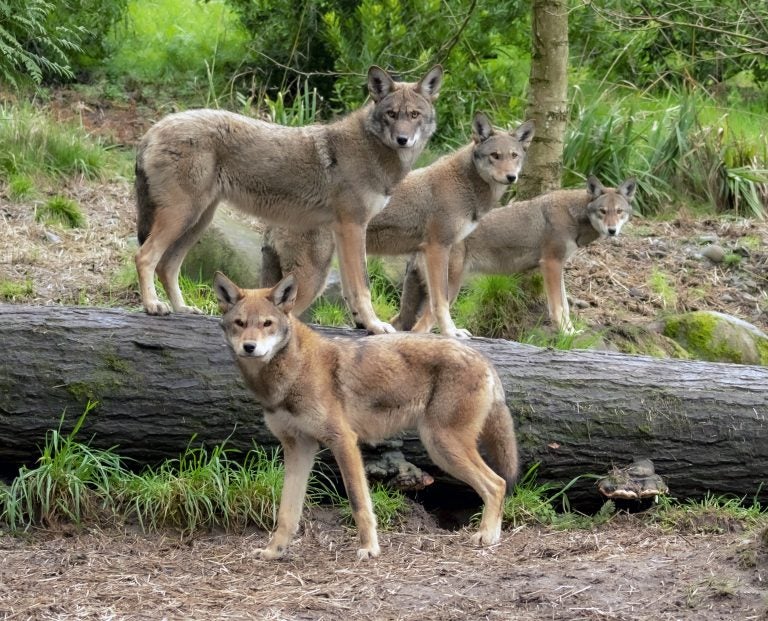 Scientists Can Genetically Engineer Dire Wolves. But Should We ...