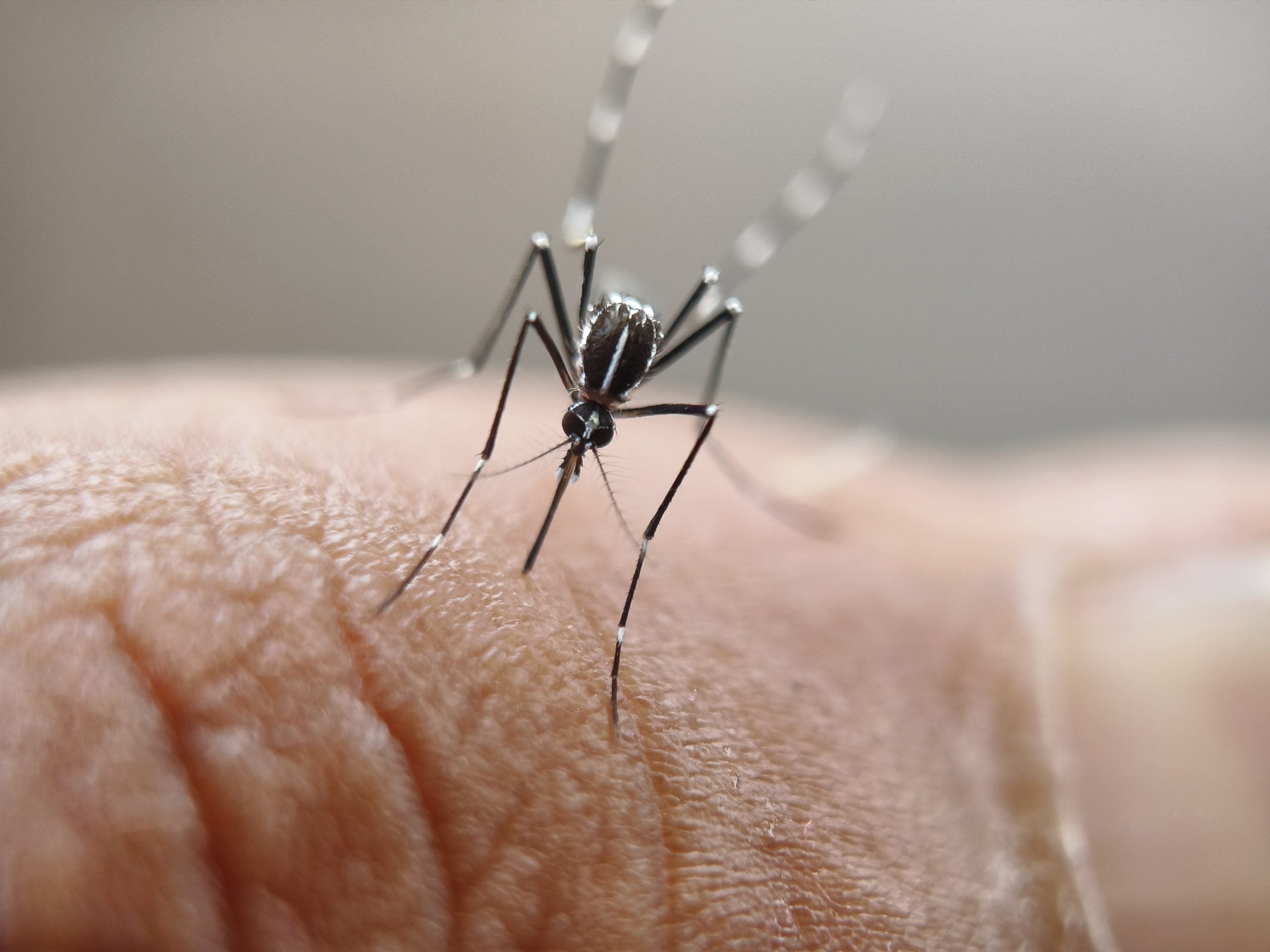 How Did Dengue Go Global? This Mosquito Species Might be to Blame ...